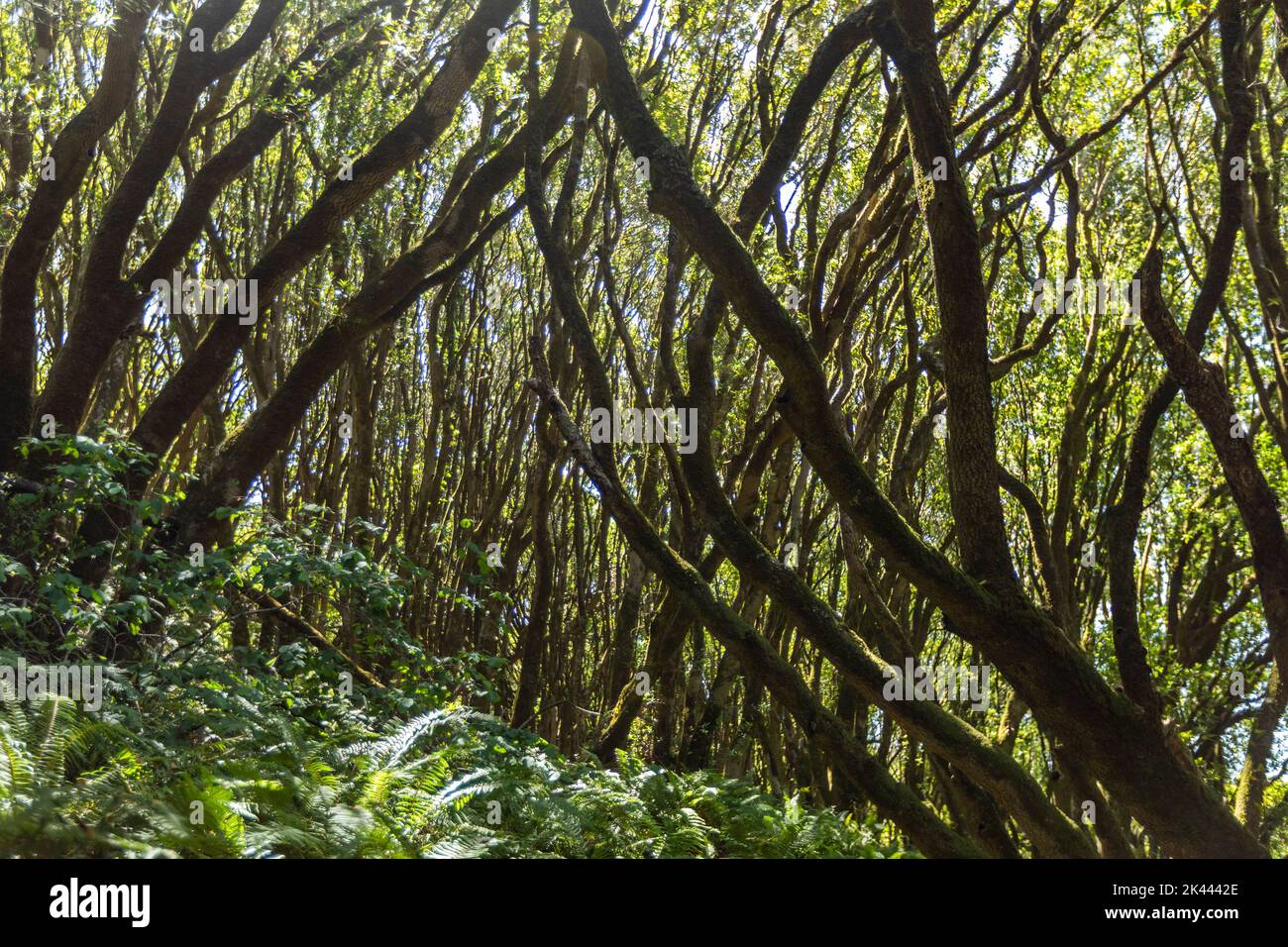 Forest between Mill Valley and Stinson Beach Stock Photo - Alamy