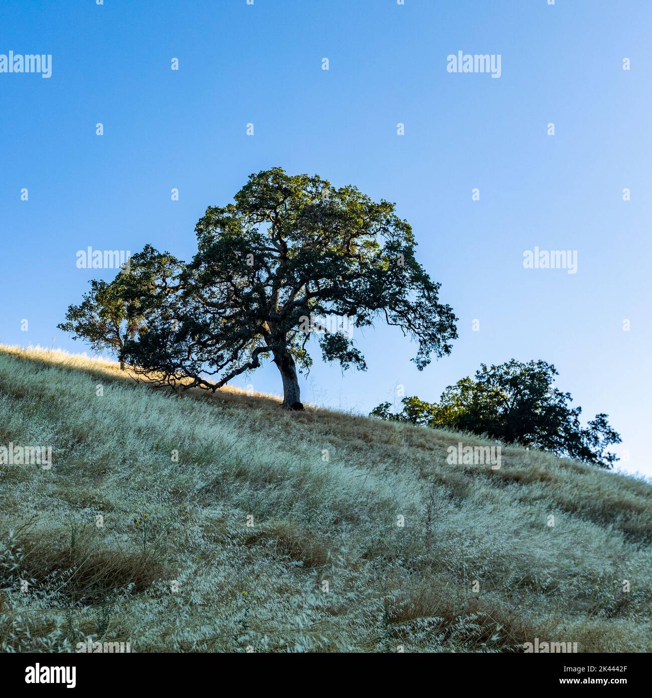 Usa California Walnut Creek California Oak Trees On Grassy Hillsides In East Bay Area Stock