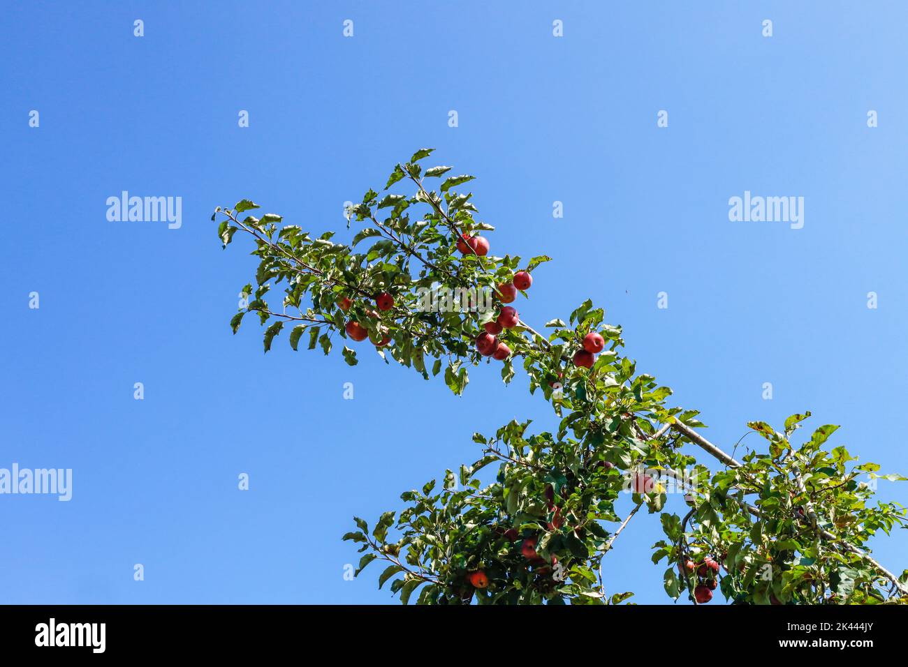 fresh and juicy apples ready for harvest in the apple plantation Stock ...