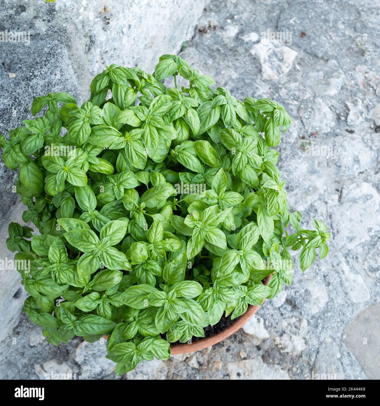 Fresh basil plant in pot Stock Photo - Alamy