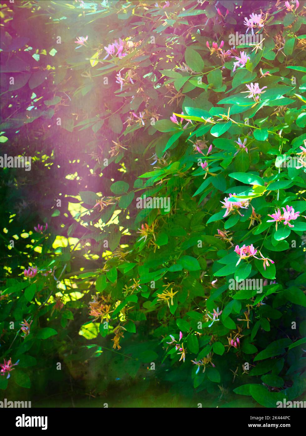 Beautiful mature blooming pink honeysuckle bush in summer with a ...