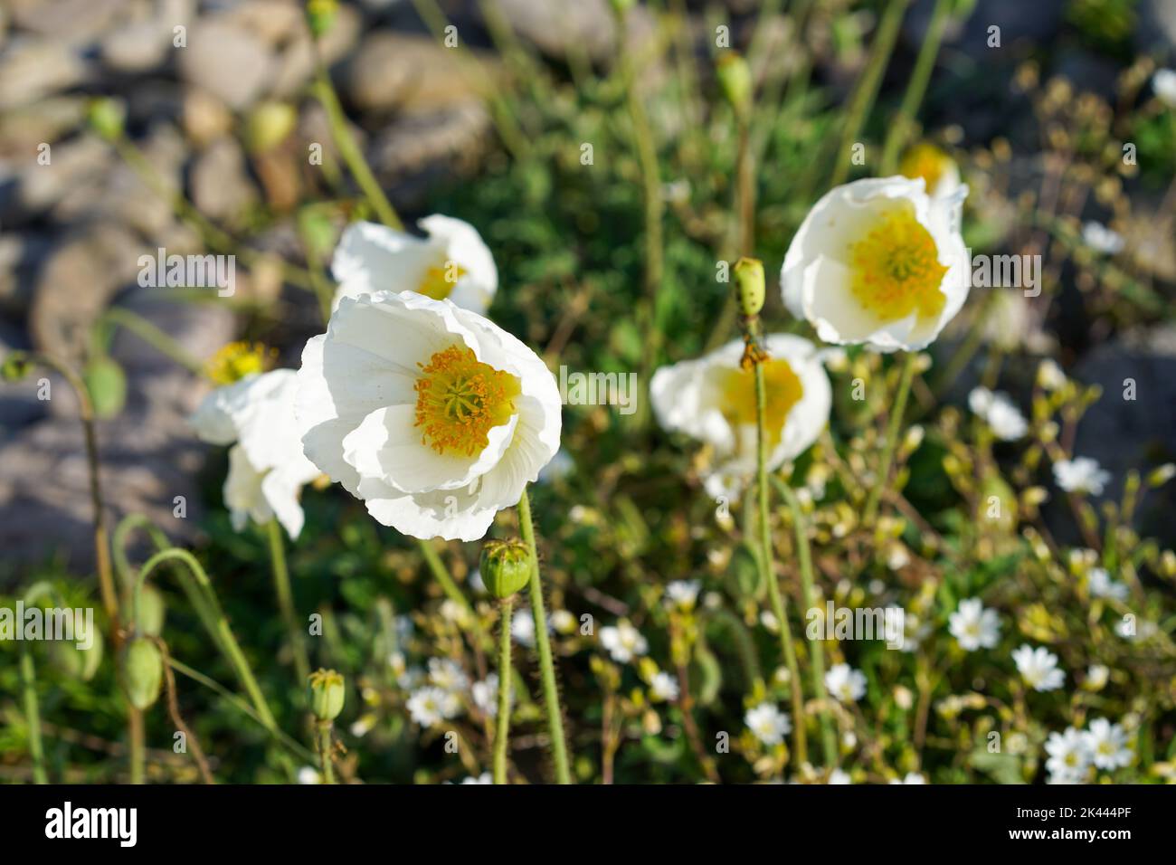 White poppies on a background of rocks and grass. Nature Of The Far ...