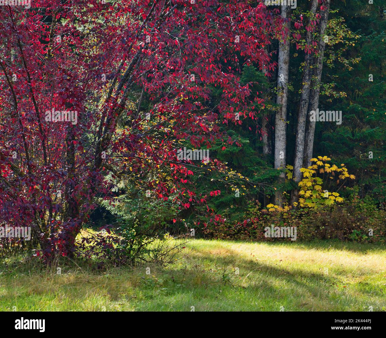 Purple leave sand cherry hi-res stock photography and images - Alamy