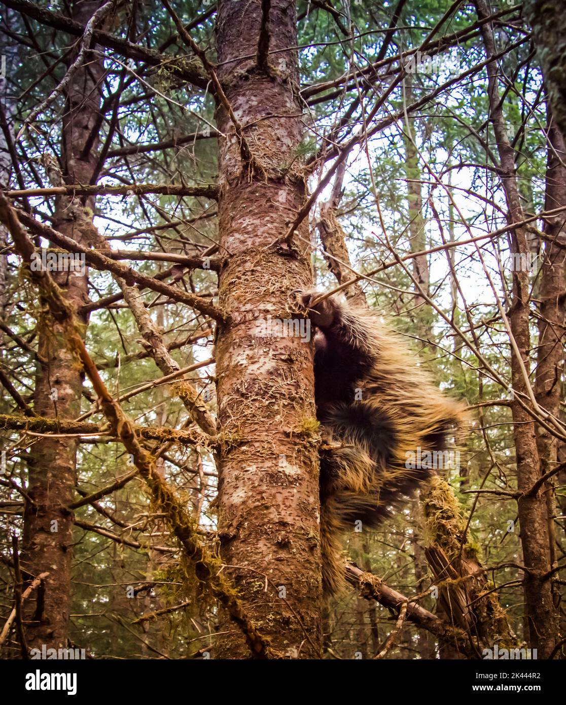 Porcupine climbing a spruce tree in Southeast Alaska Stock Photo - Alamy