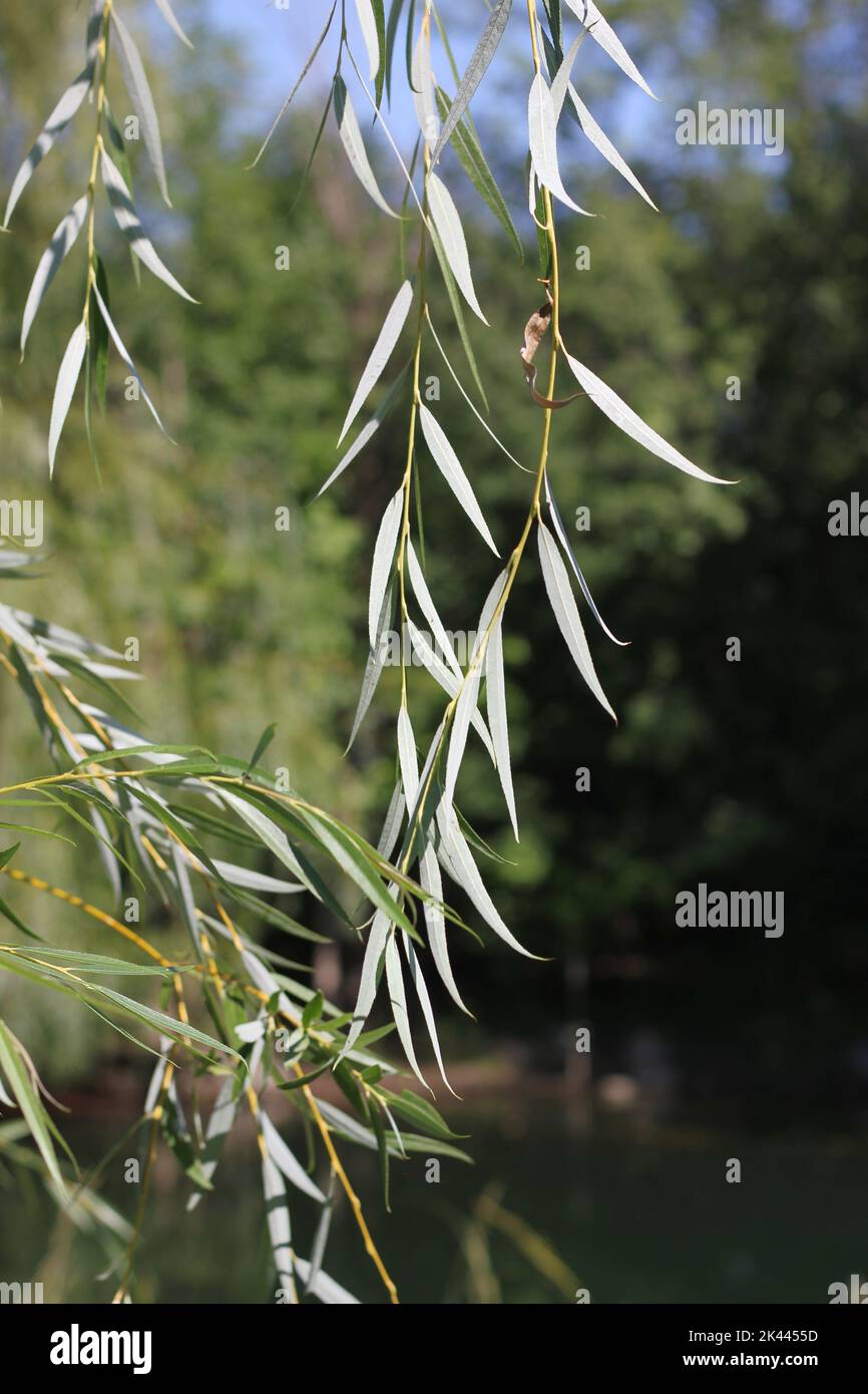 Weeping willow tree growing along the shore in the bright summer sun ...