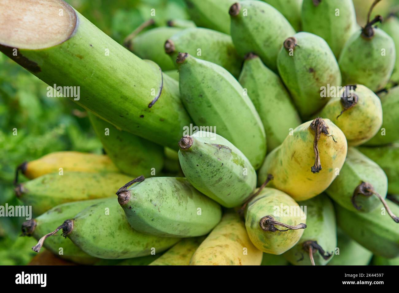 Bunch fresh organic garden hi-res stock photography and images - Alamy