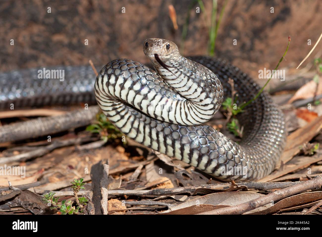 Eastern Brown Snake in striking position Stock Photo - Alamy