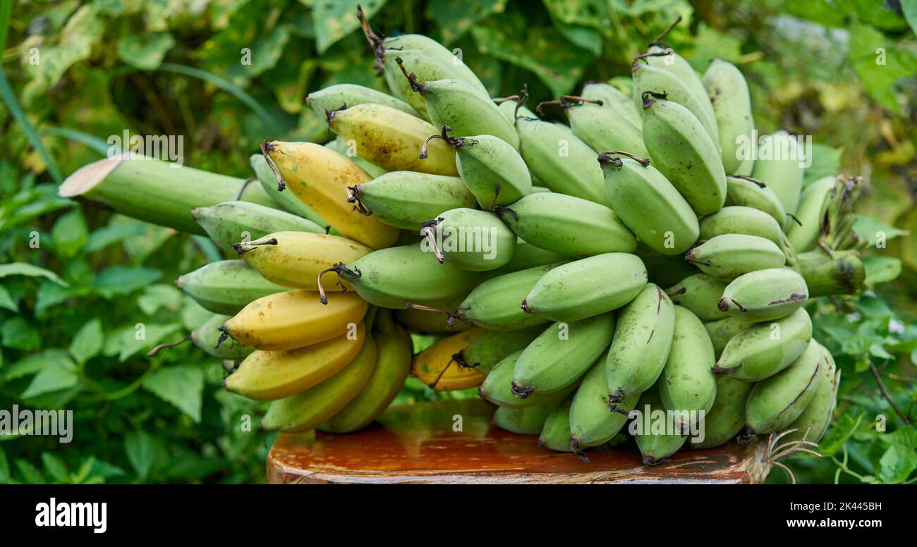 Beautiful bunch of bananas hi-res stock photography and images - Alamy