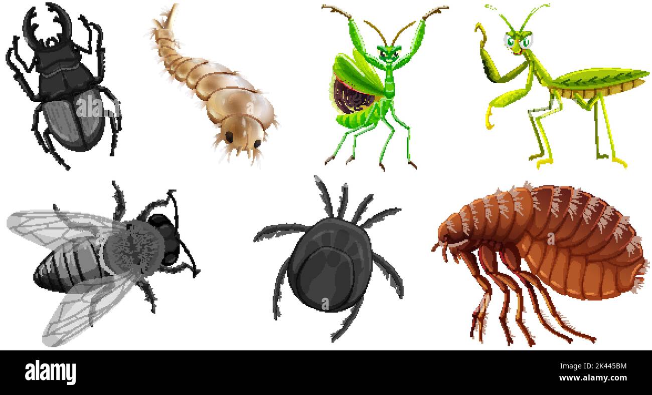 Set of different kinds of insects illustration Stock Vector Image & Art ...