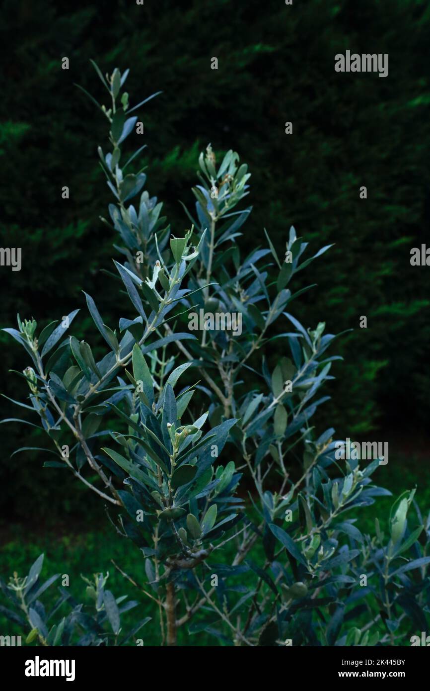 Young olive tree in a garden hi-res stock photography and images - Alamy