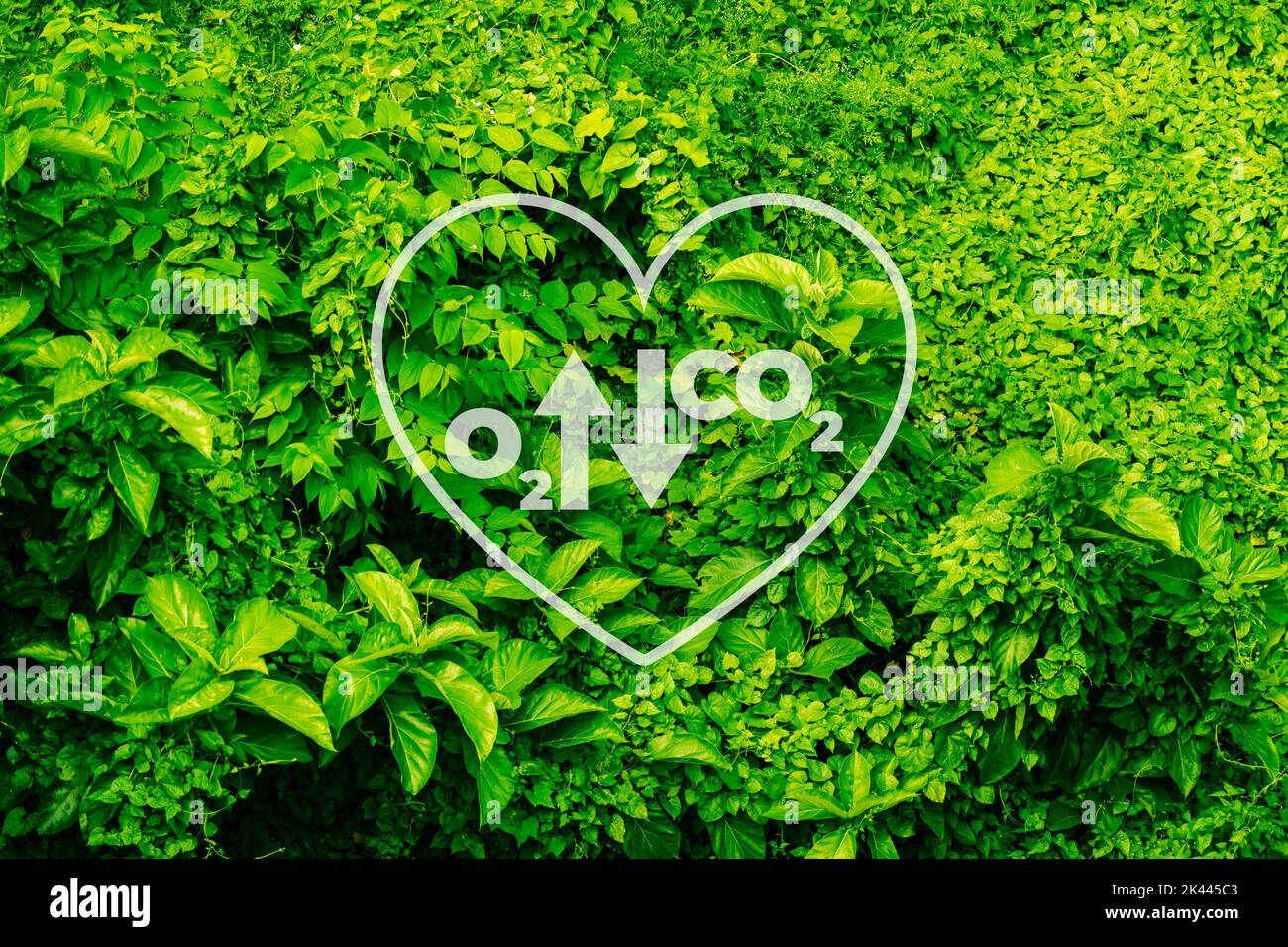 Co2 plant growth hi-res stock photography and images - Alamy