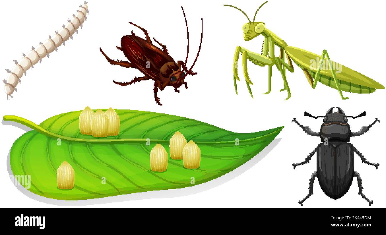 Set of different kinds of insects illustration Stock Vector Image & Art ...