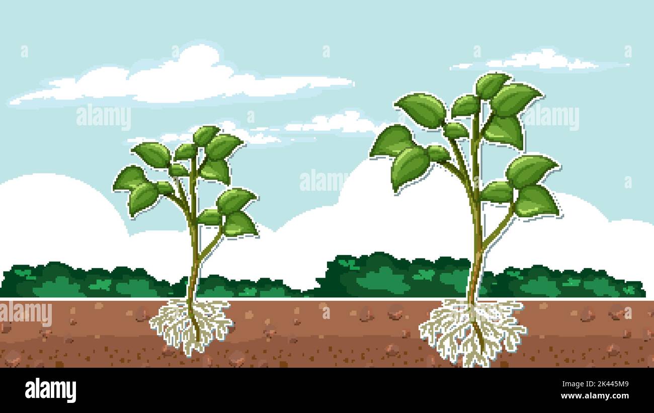 Plant showing roots in soil thumbnail design illustration Stock Vector ...