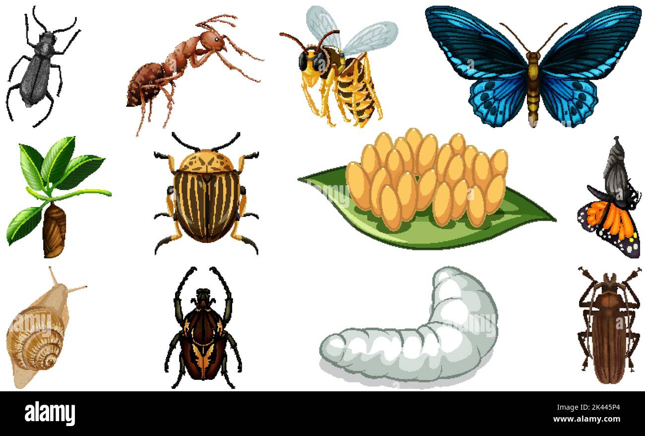 Different kinds of insects collection illustration Stock Vector Image ...
