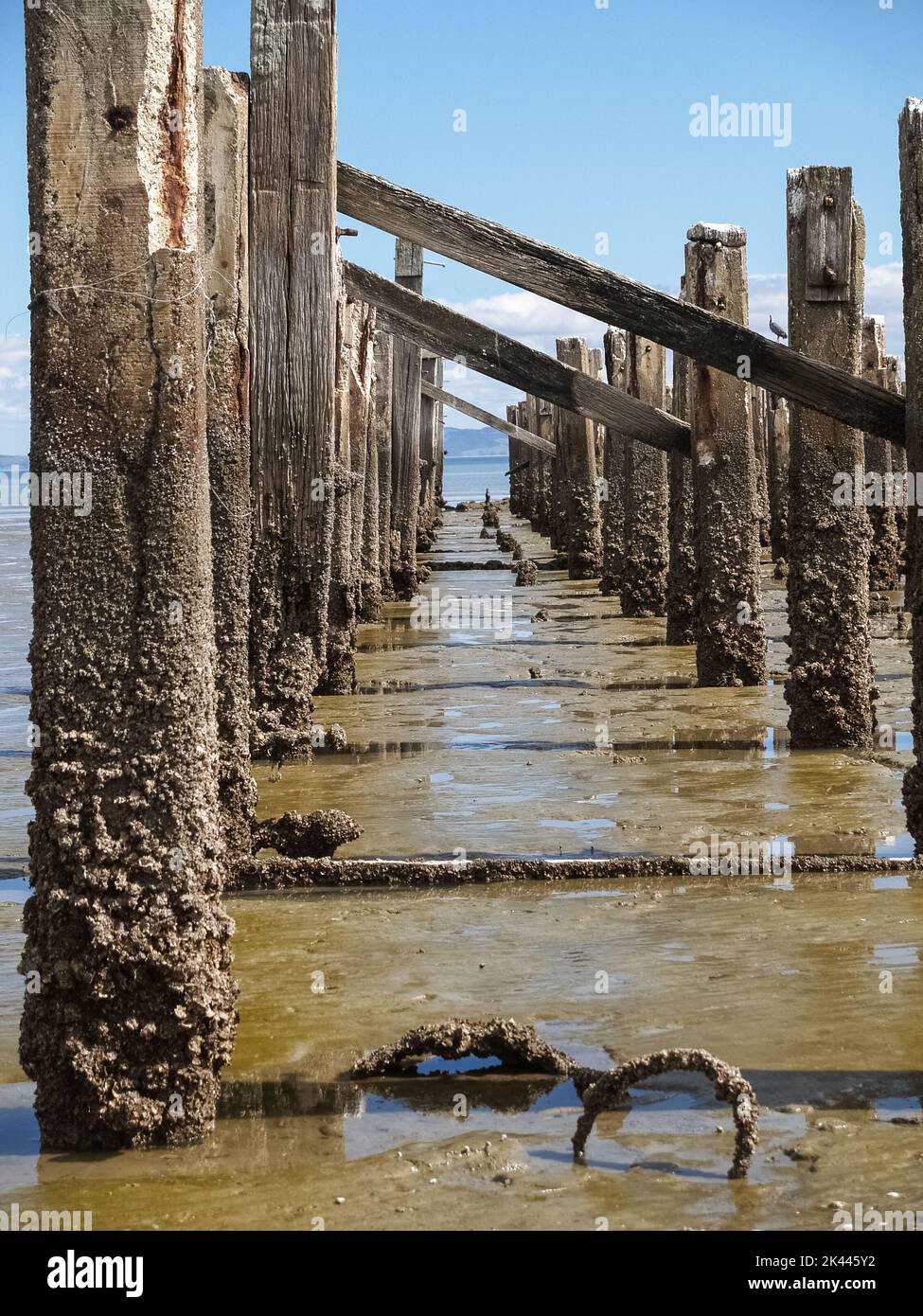 Old jetty posts in shallow muddy harbour, in Firth of Thames New ...