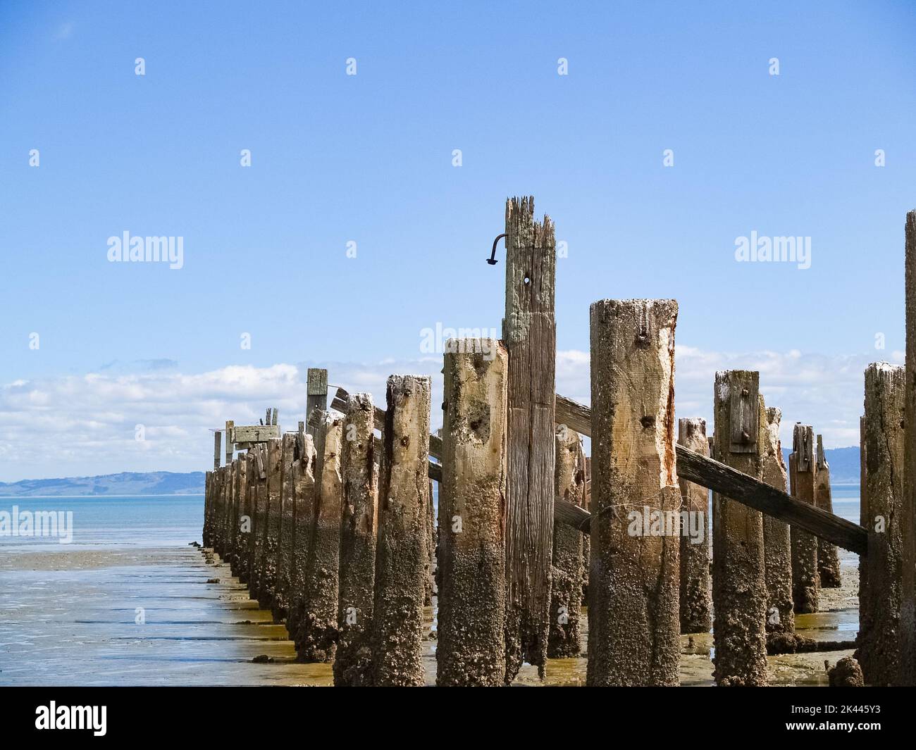 Old jetty posts in shallow muddy harbour, in Firth of Thames New ...