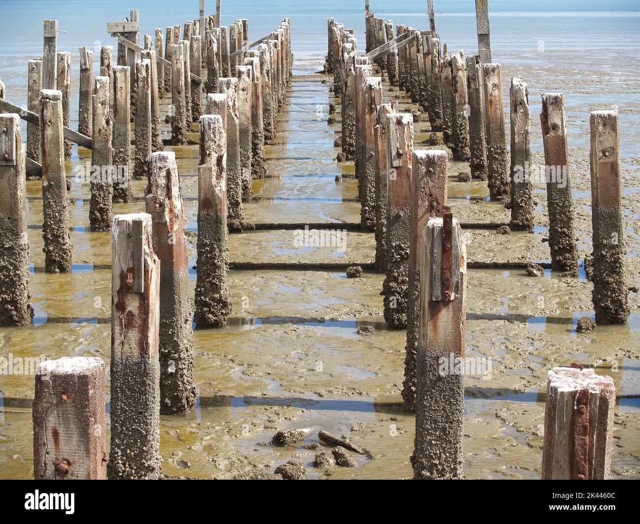 Historic landmark old jetty posts in shallow muddy harbour, in Firth of ...