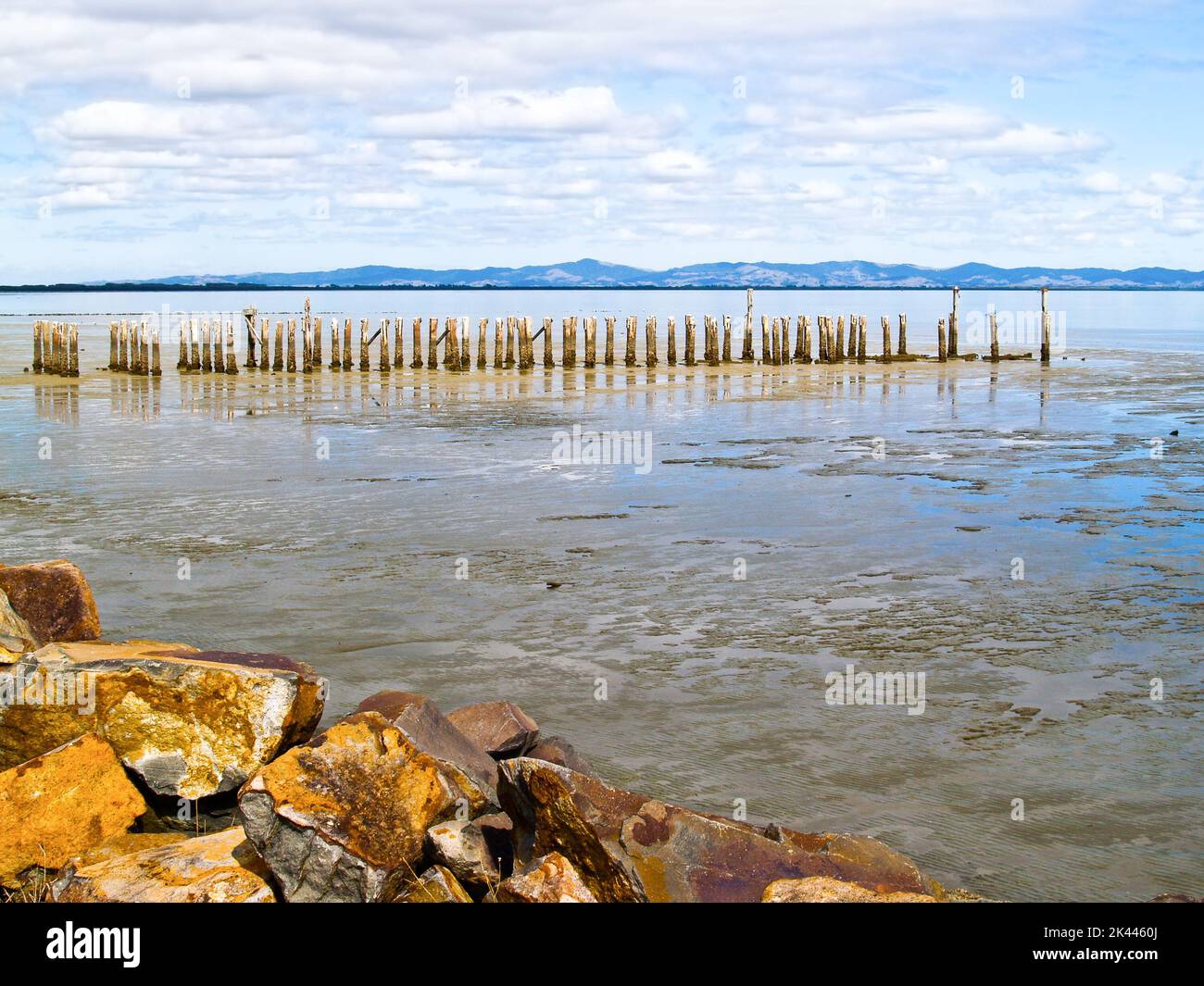 Old jetty posts in shallow muddy harbour in Firth of Thames, New ...