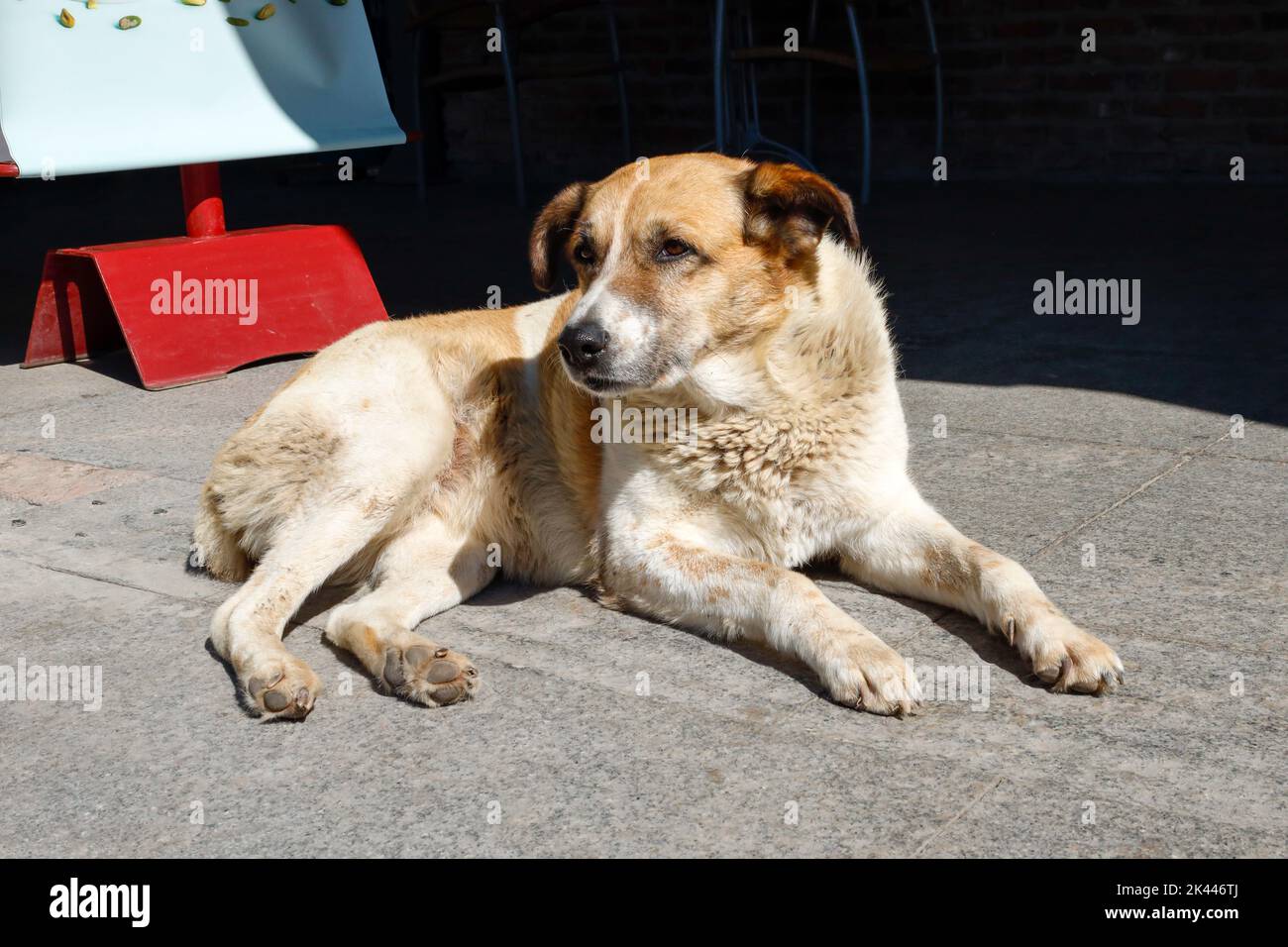Lonely and beautiful stray dog.The concept of stray dogs, a shelter for ...