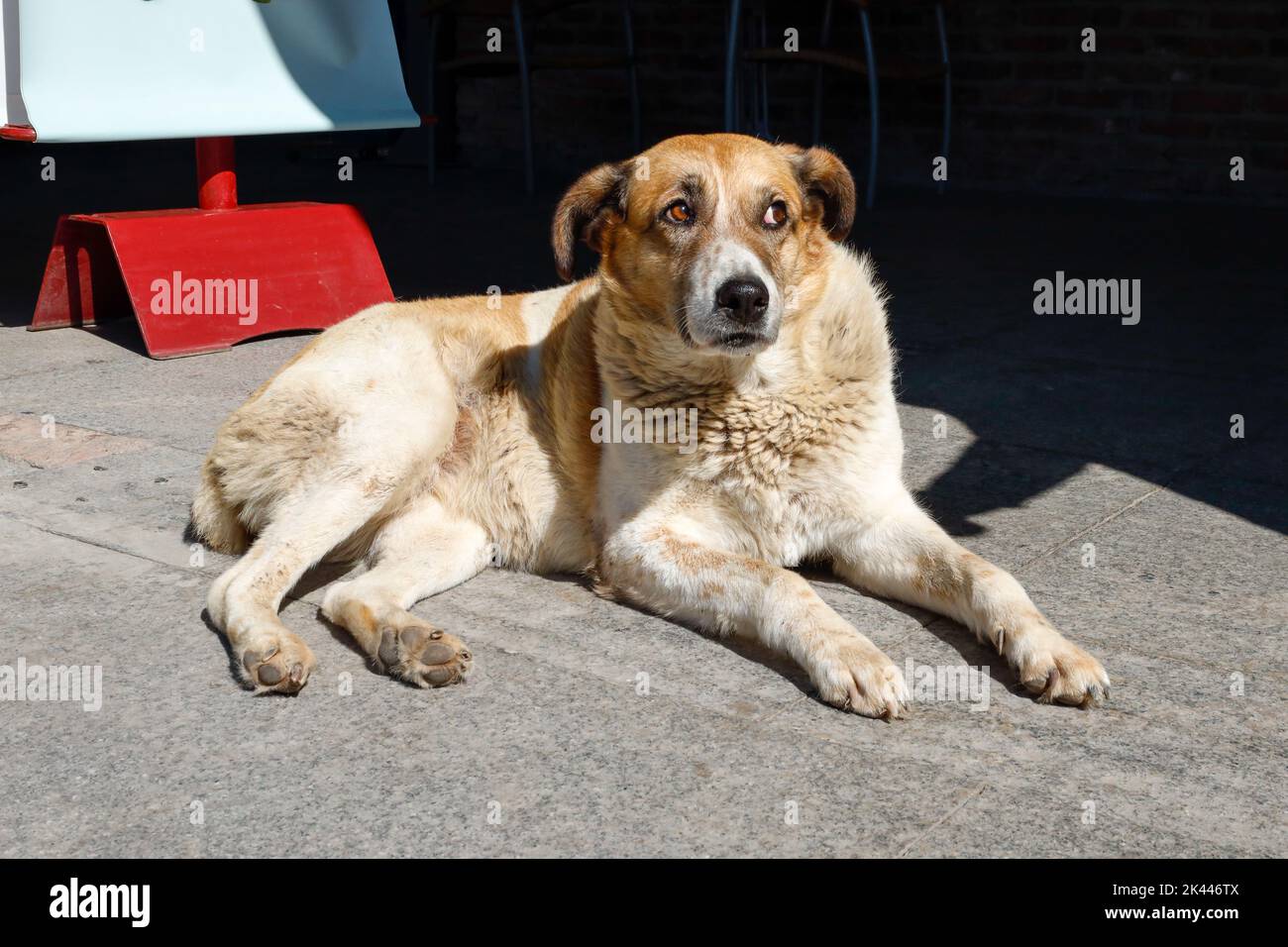 Lonely and beautiful stray dog.The concept of stray dogs, a shelter for ...