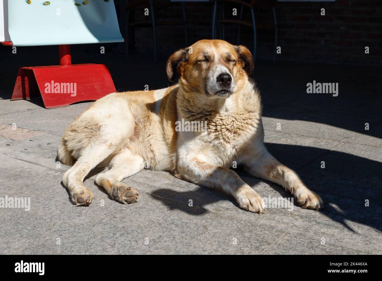 Lonely and beautiful stray dog.The concept of stray dogs, a shelter for ...