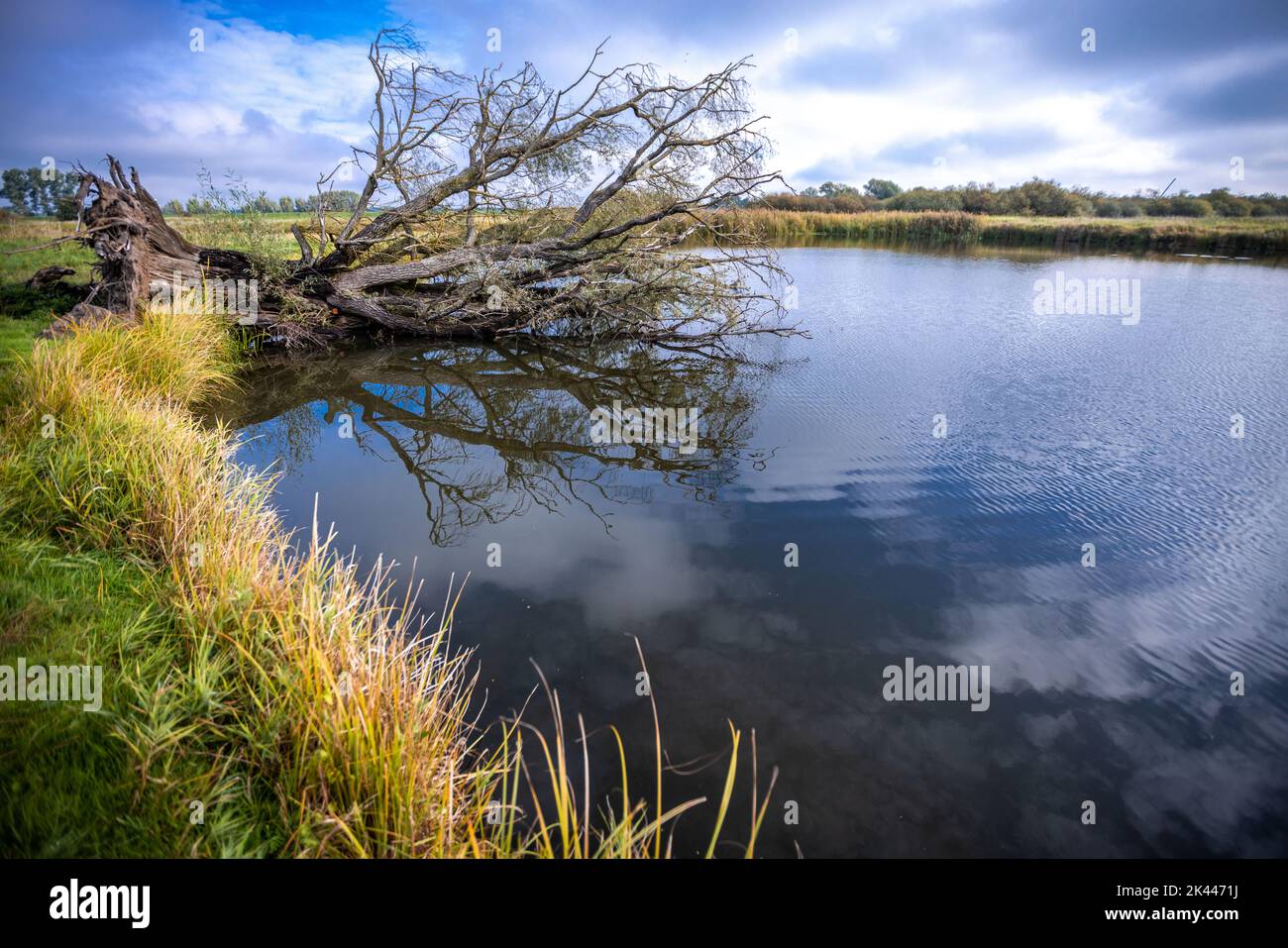 Teldau, Germany. 27th Sep, 2022. An uprooted tree lies in a lake in the ...