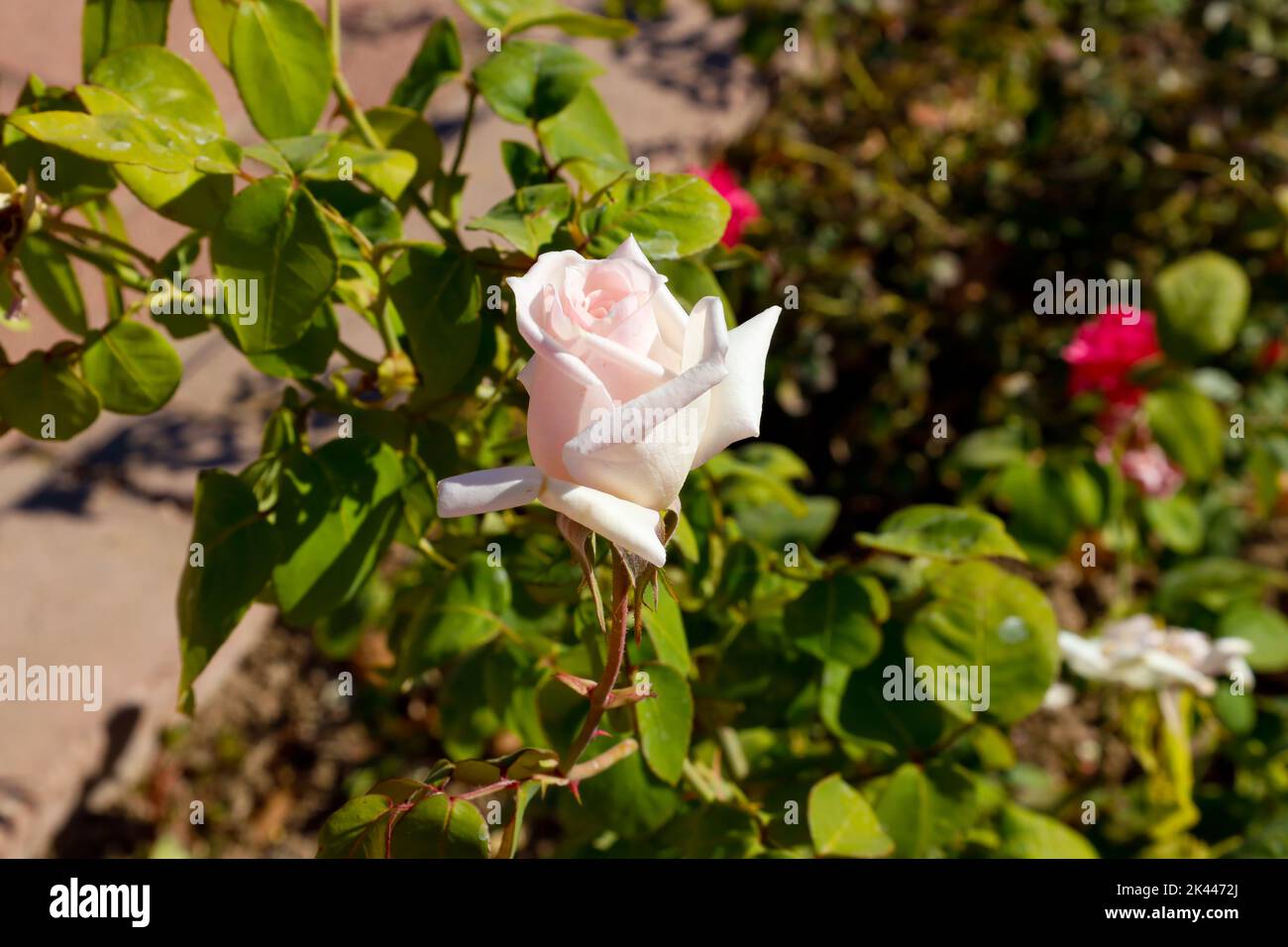 pink and white rose in sunlight, elegant shape and charming color ...