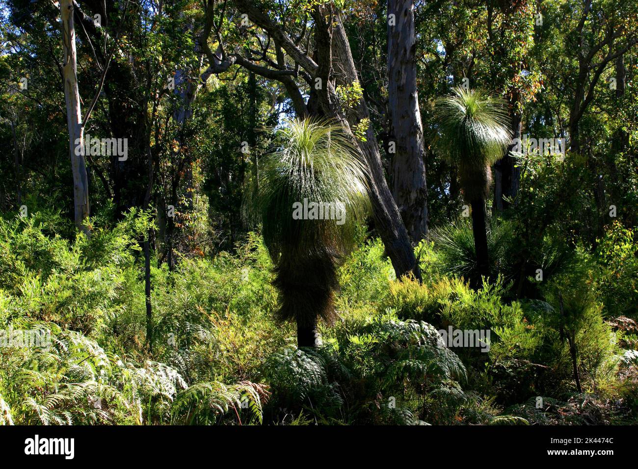 Grass tree ( Xanthorrhoea ) Plant, Southwest Australia Stock Photo - Alamy