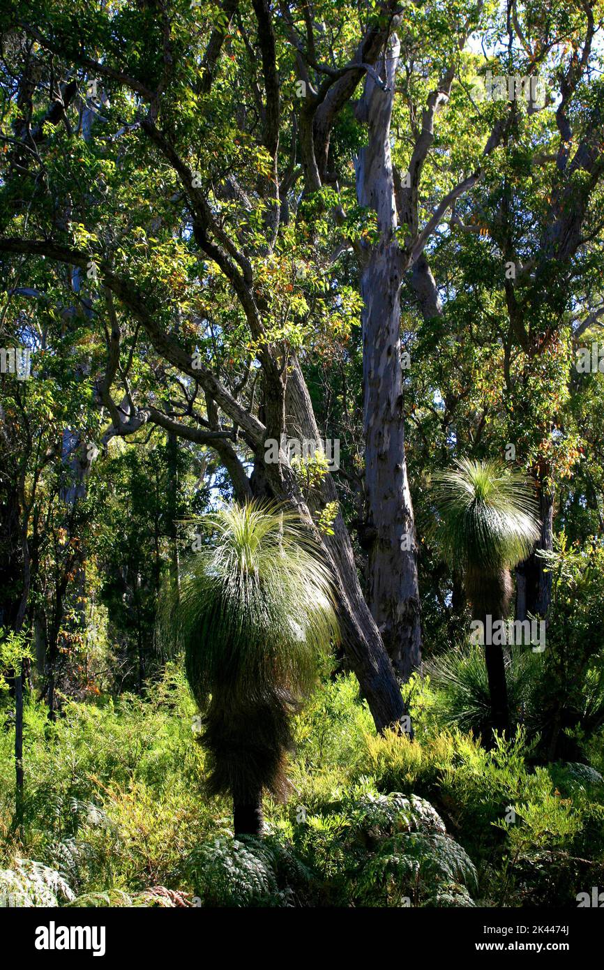 Grass tree ( Xanthorrhoea ) Plant, Southwest Australia Stock Photo - Alamy