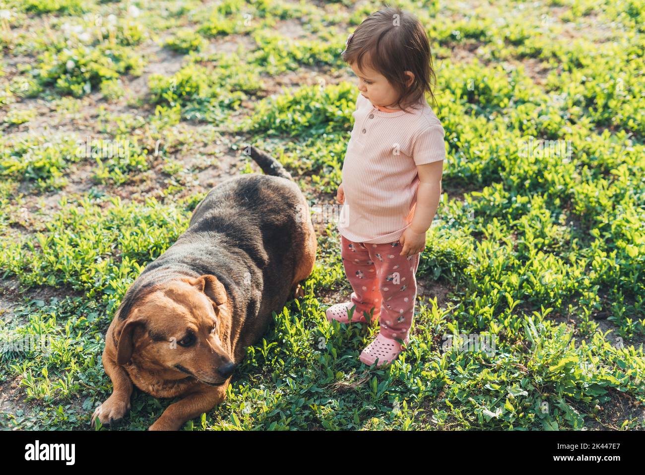 Happy child playing with a dog in the summer garden. Domestic animal ...