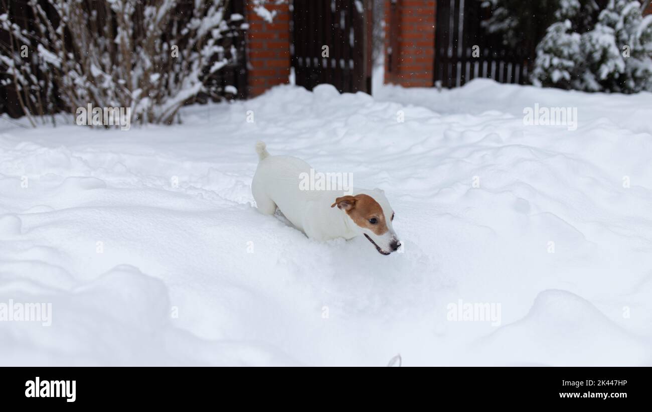jack russell terrier makes his way through the snow in the backyard of ...