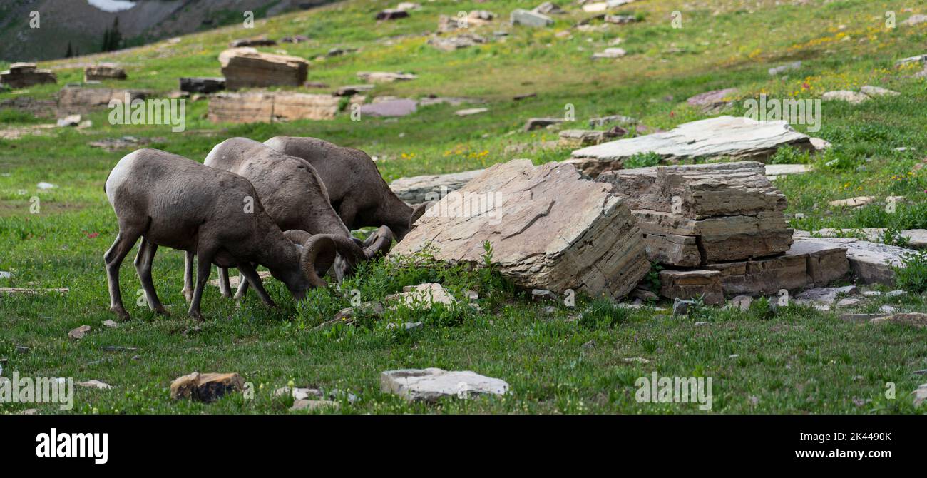 Mountain Goats foraging in Glacier National Park highlands Stock Photo ...