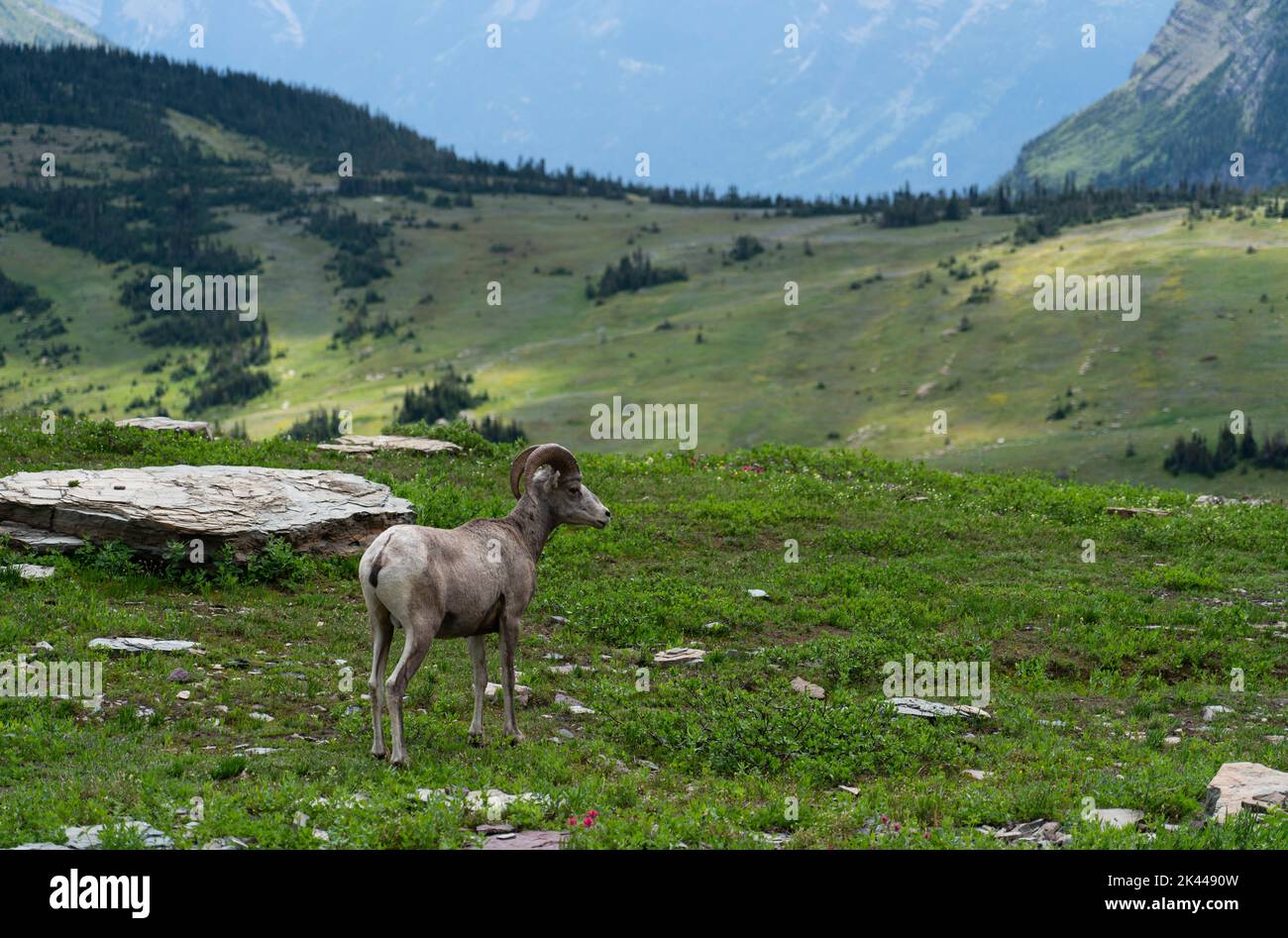 Mountain Goats foraging in Glacier National Park highlands Stock Photo ...