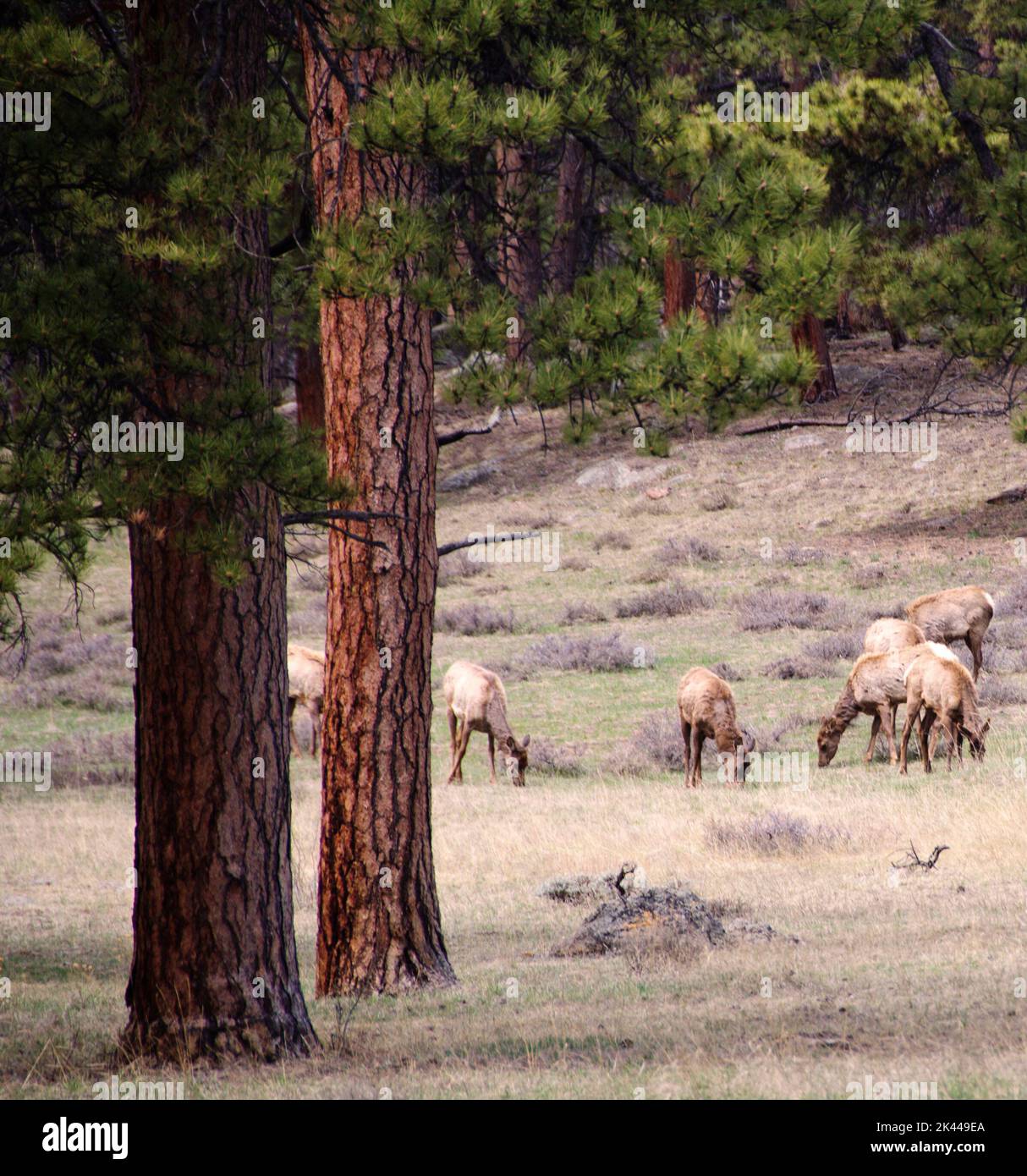A scenic view of an elk herd in rocky mountain national park Stock ...