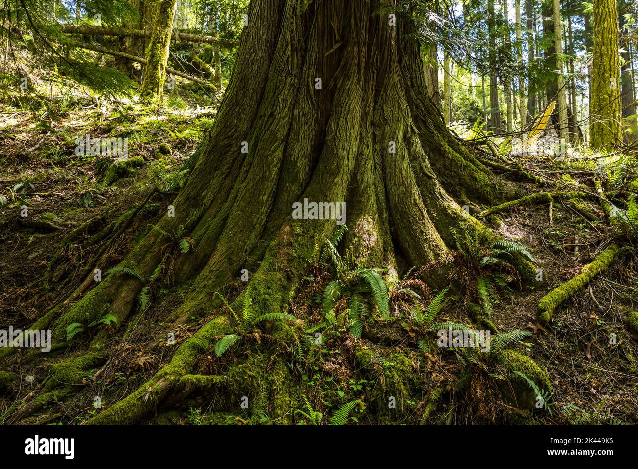 The base of a Cedar tree in Moran State Park Stock Photo - Alamy