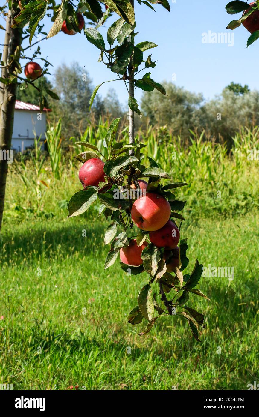 fresh and juicy apples ready for harvest in the apple plantation Stock ...