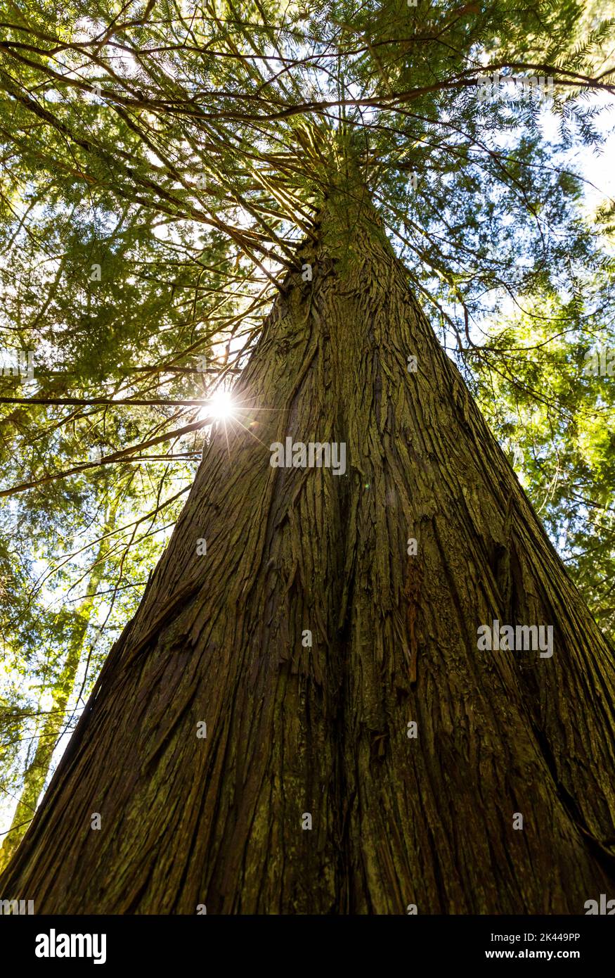 A Western Red Cedar tree in the forests of Moran State Park on a sunny ...
