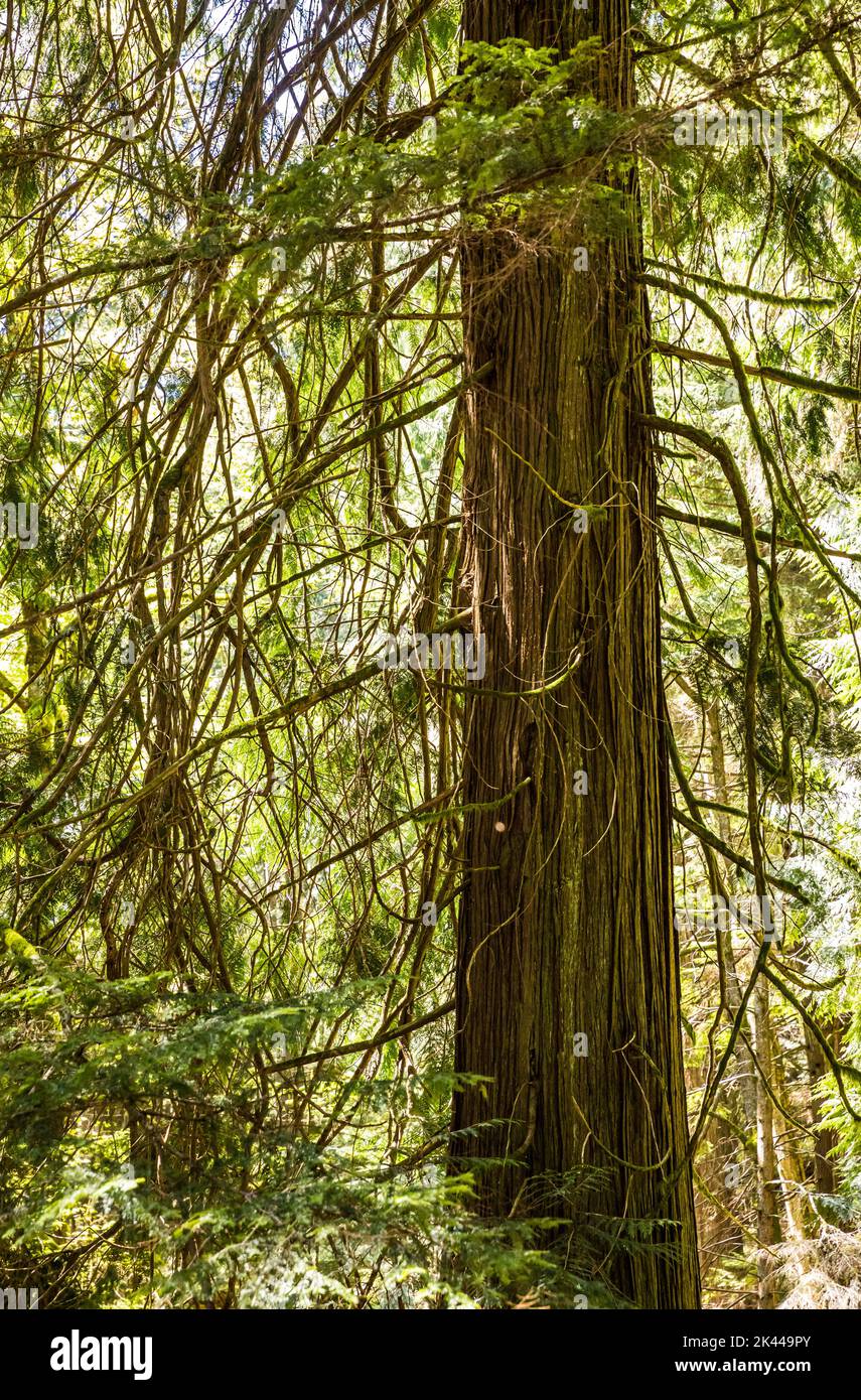 A Western Red Cedar tree in the forests of Moran State Park on a sunny ...