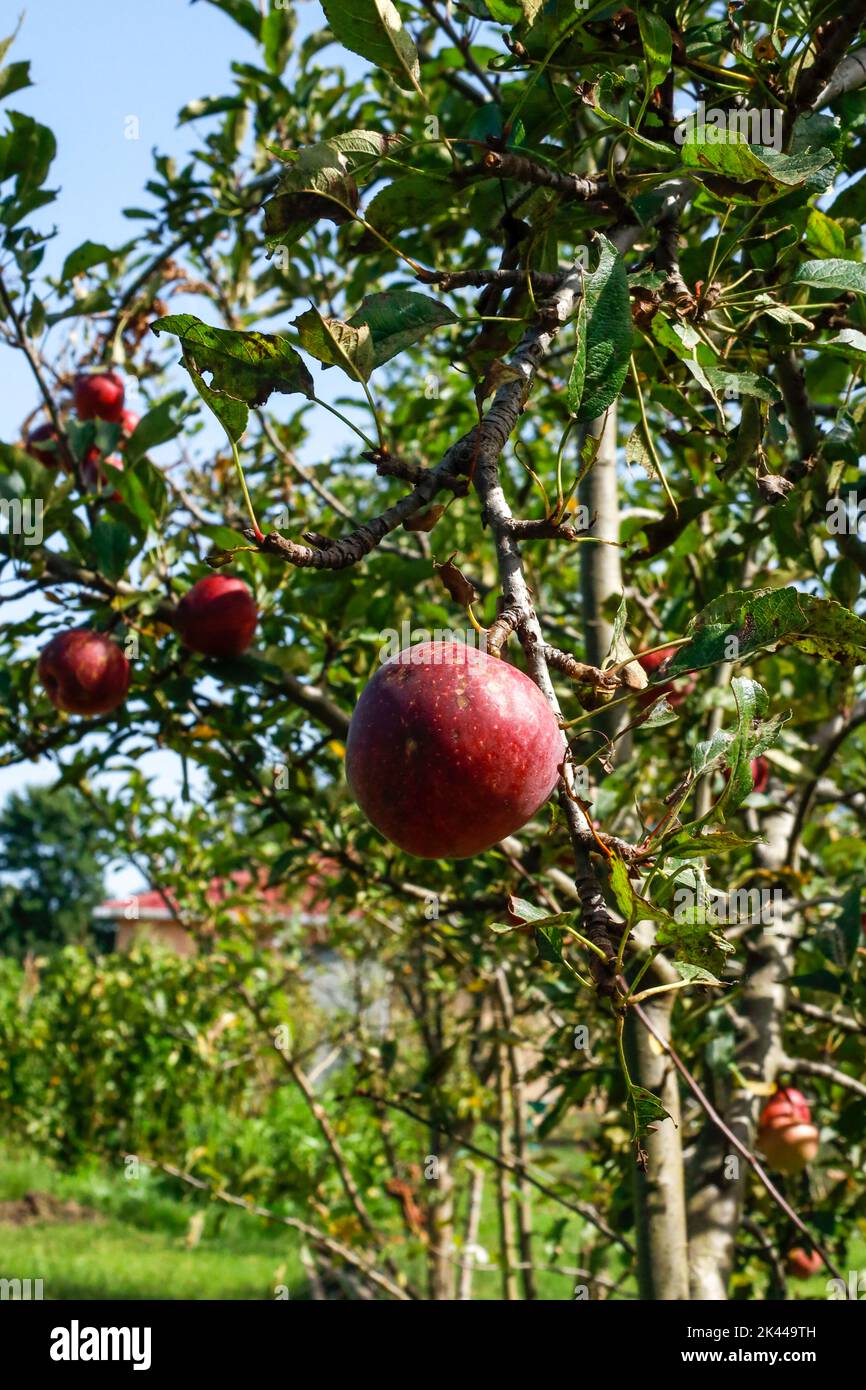 fresh and juicy apples ready for harvest in the apple plantation Stock ...