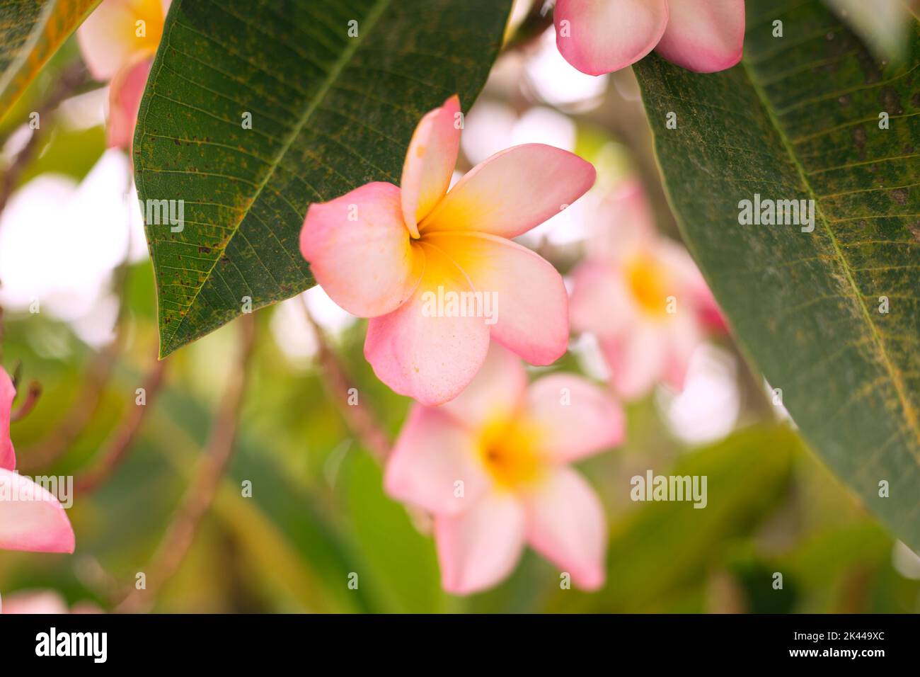 Tropical pink frangipani flowers on green leaves background. Close up ...