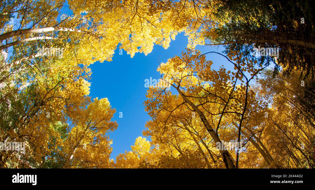 fall colors of aspen trees in maroon bells Stock Photo - Alamy