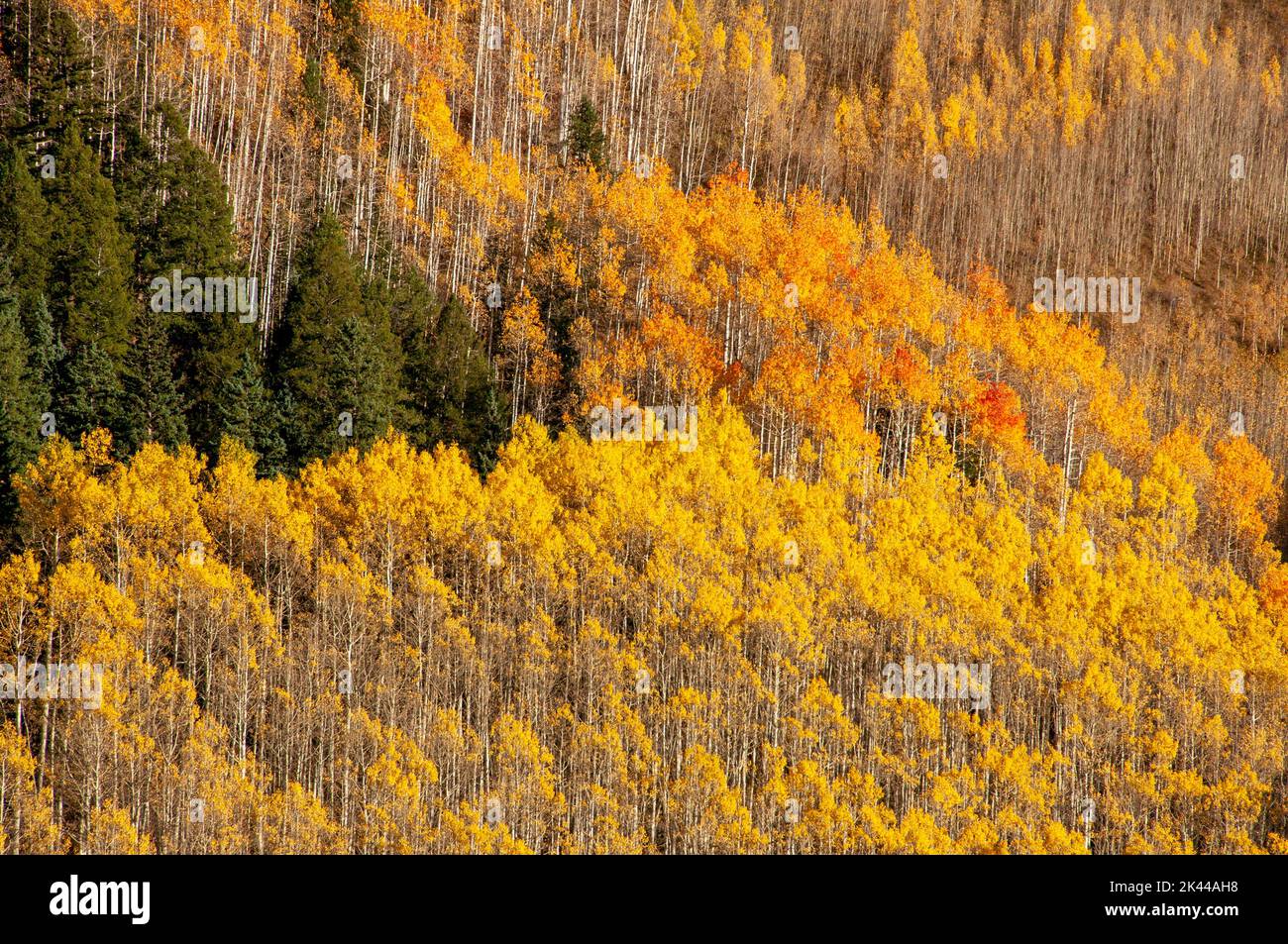 fall colors of aspen trees in maroon bells Stock Photo - Alamy
