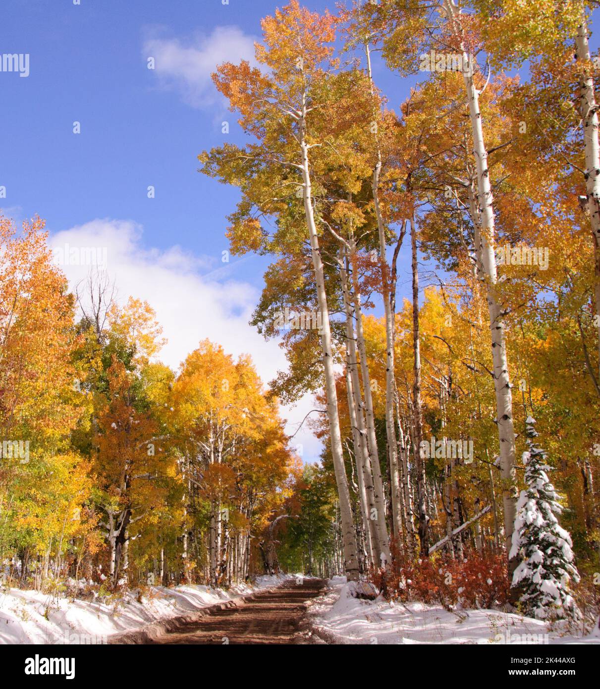 Fall colors in the Rocky Mountains Stock Photo - Alamy