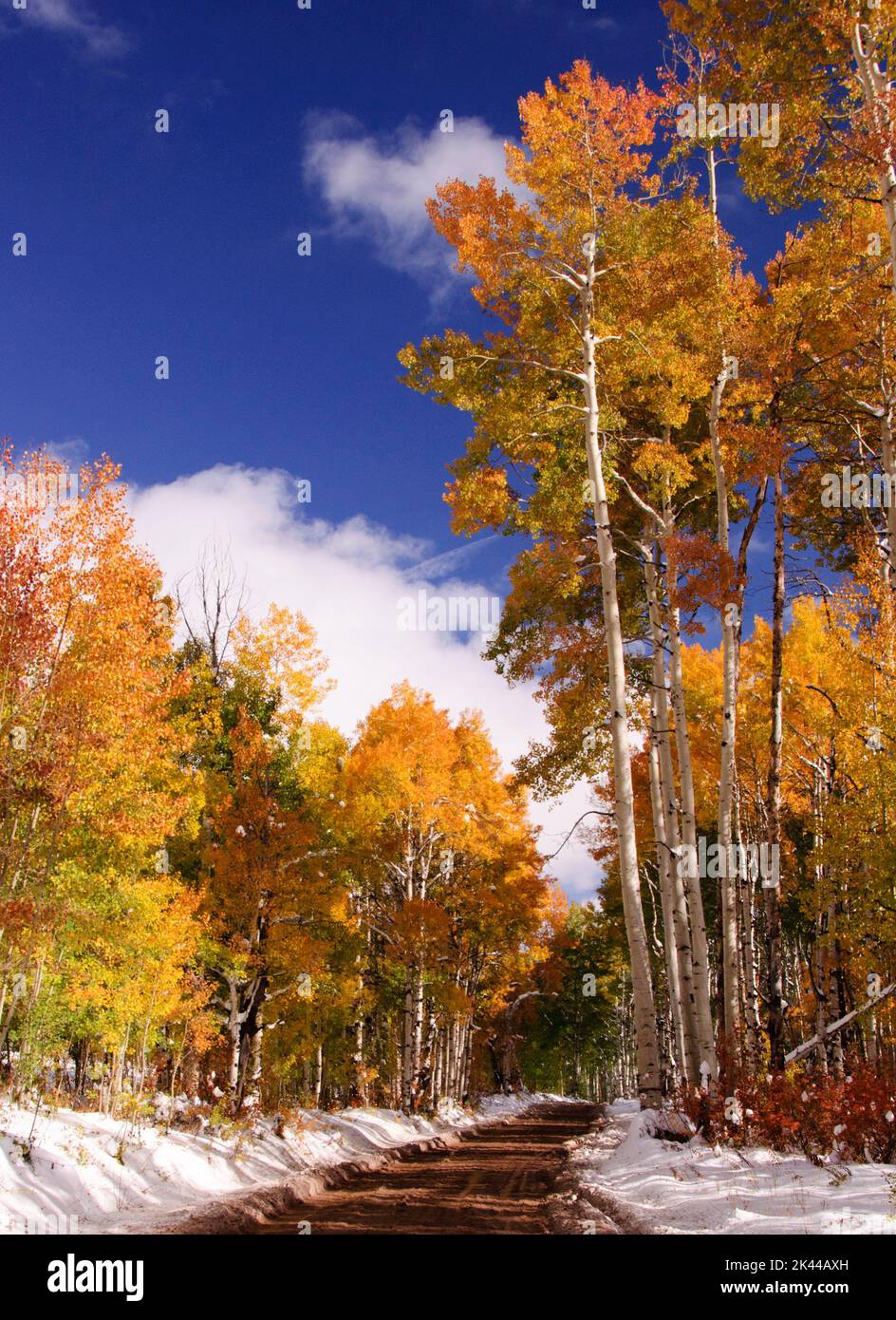 Fall colors in the Rocky Mountains Stock Photo - Alamy