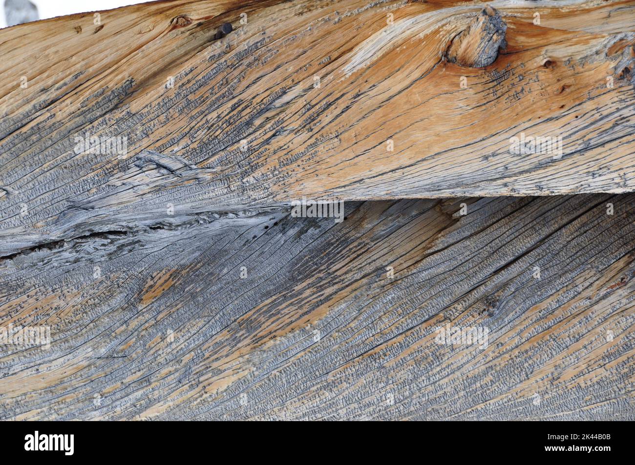 rustic weather worn trees in rocky mountains Stock Photo - Alamy