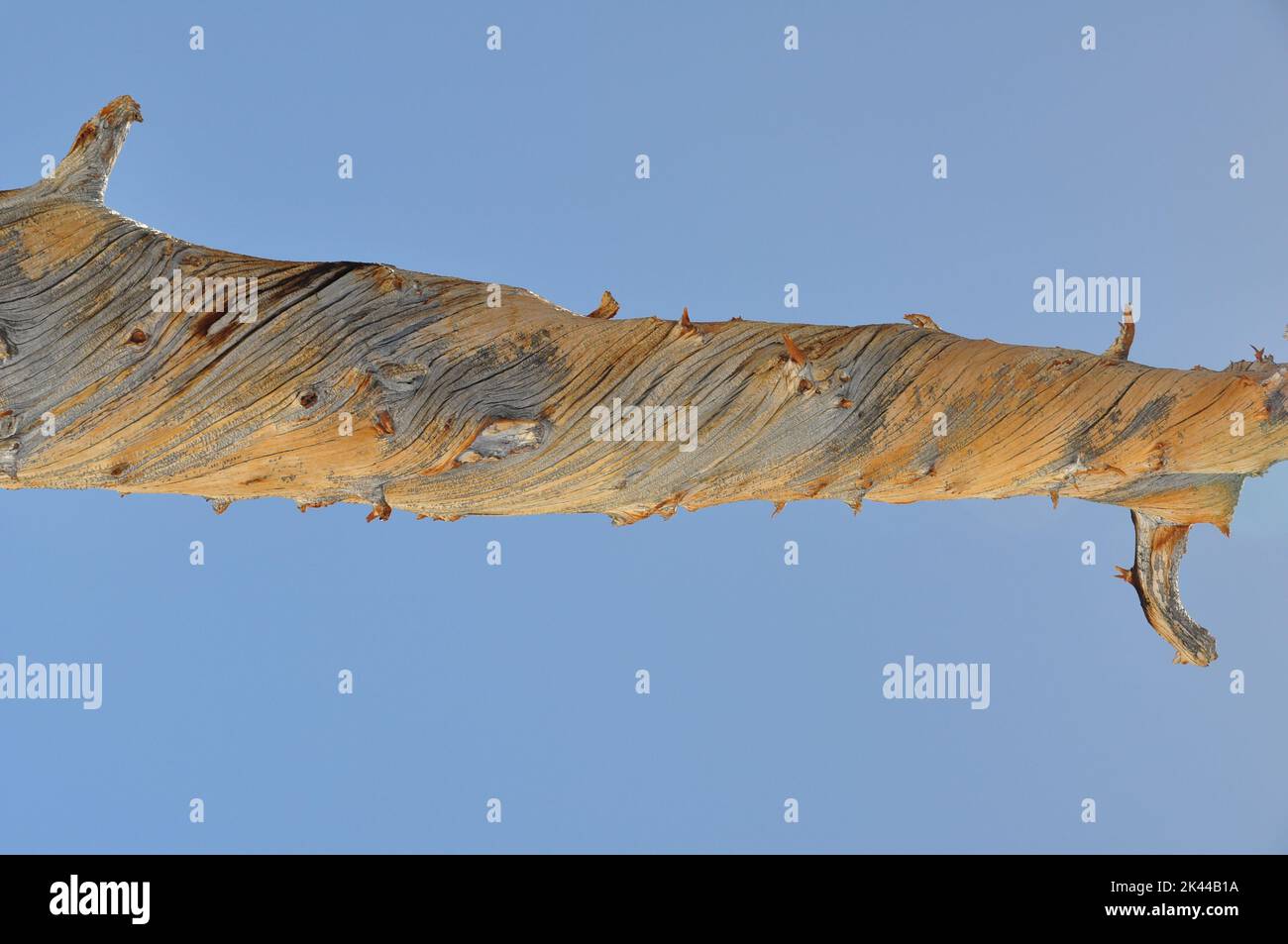 rustic weather worn trees in rocky mountains Stock Photo - Alamy