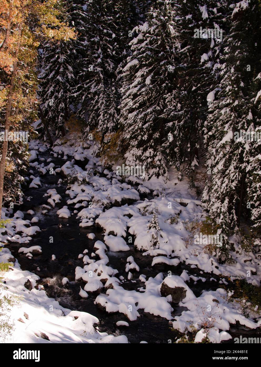 Stream pine trees hi-res stock photography and images - Alamy