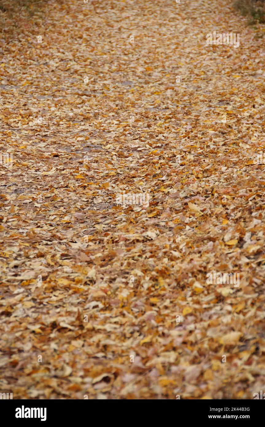 fall leaves on a path Stock Photo - Alamy