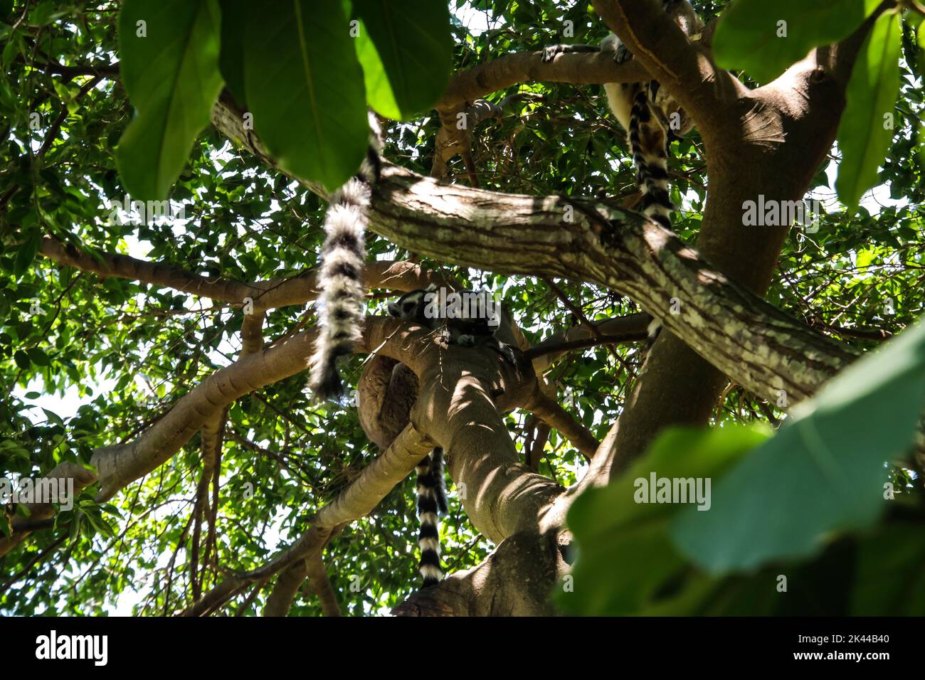 Portrait of the ring-tailed lemur Lemur catta aka King Julien in Anja ...