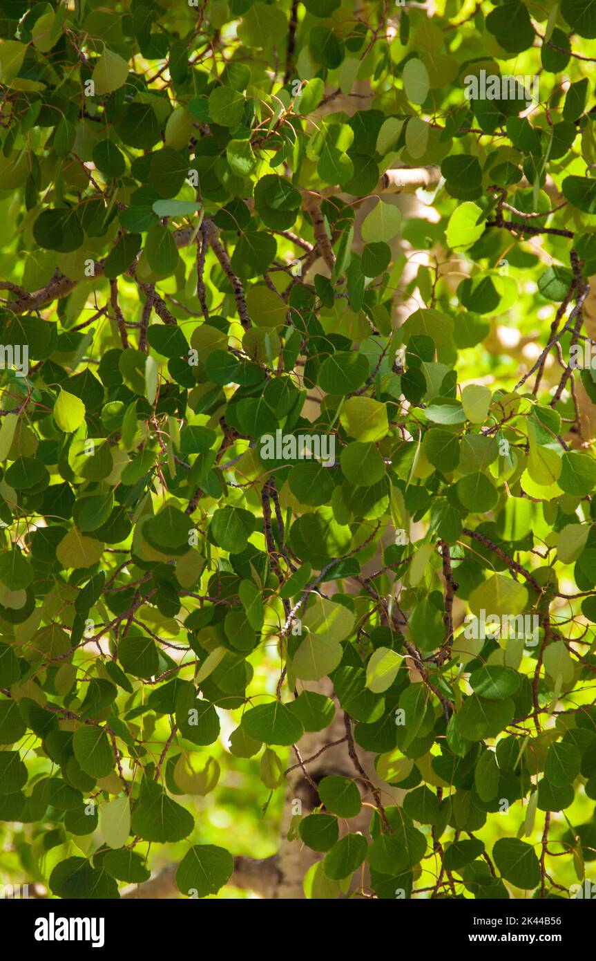 Summer aspen tree hi-res stock photography and images - Alamy